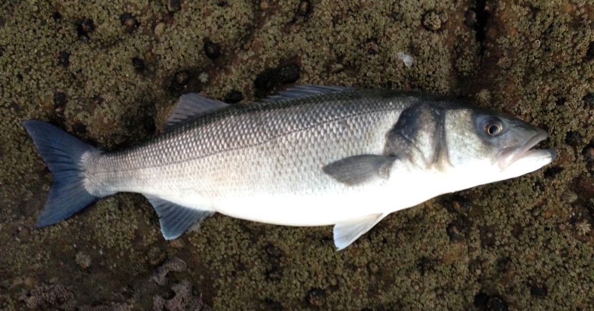 Mar de Robalos: O lema é estudar e procurar...