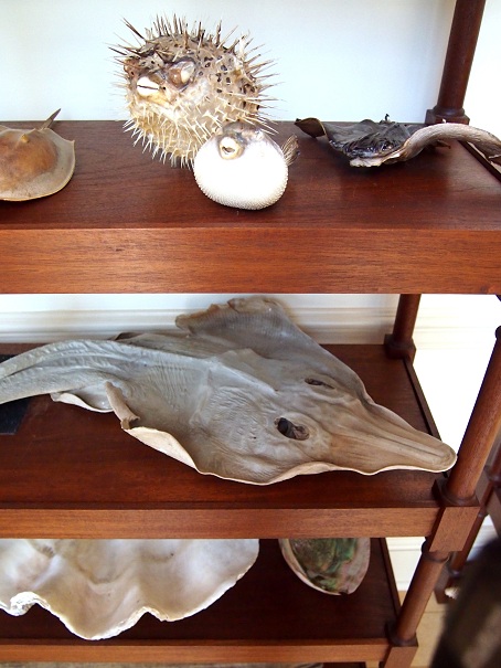 OTIS (Odd Things I've Seen): Joseph Steward Museum of Natural and Other ...