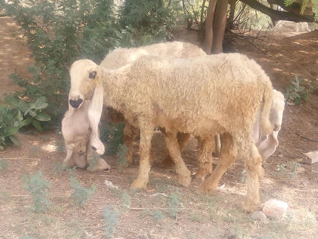 Bakra