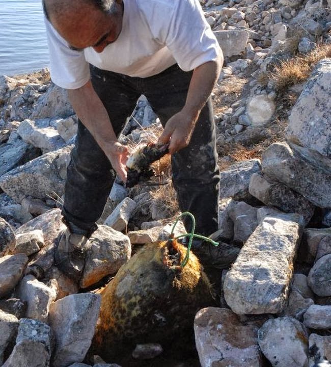 Real Cool Pics: Kiviaq, the Fermented Food of Greenland