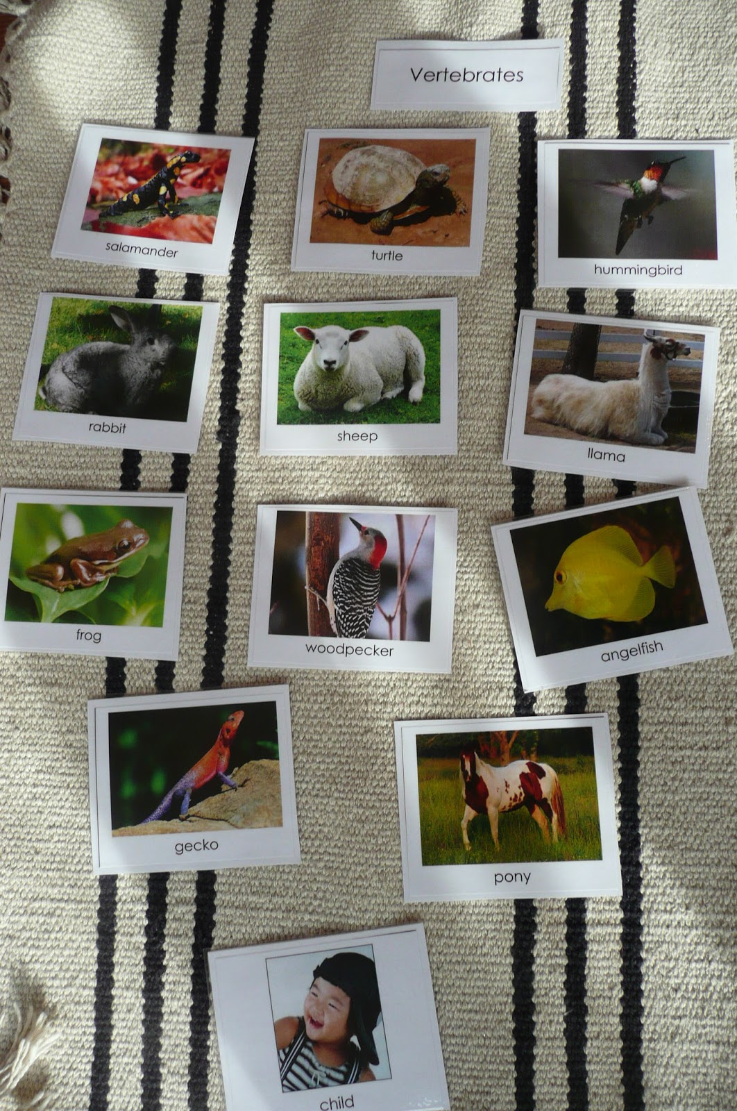 Montessori Teachings: Vertebrates and Invertebrates