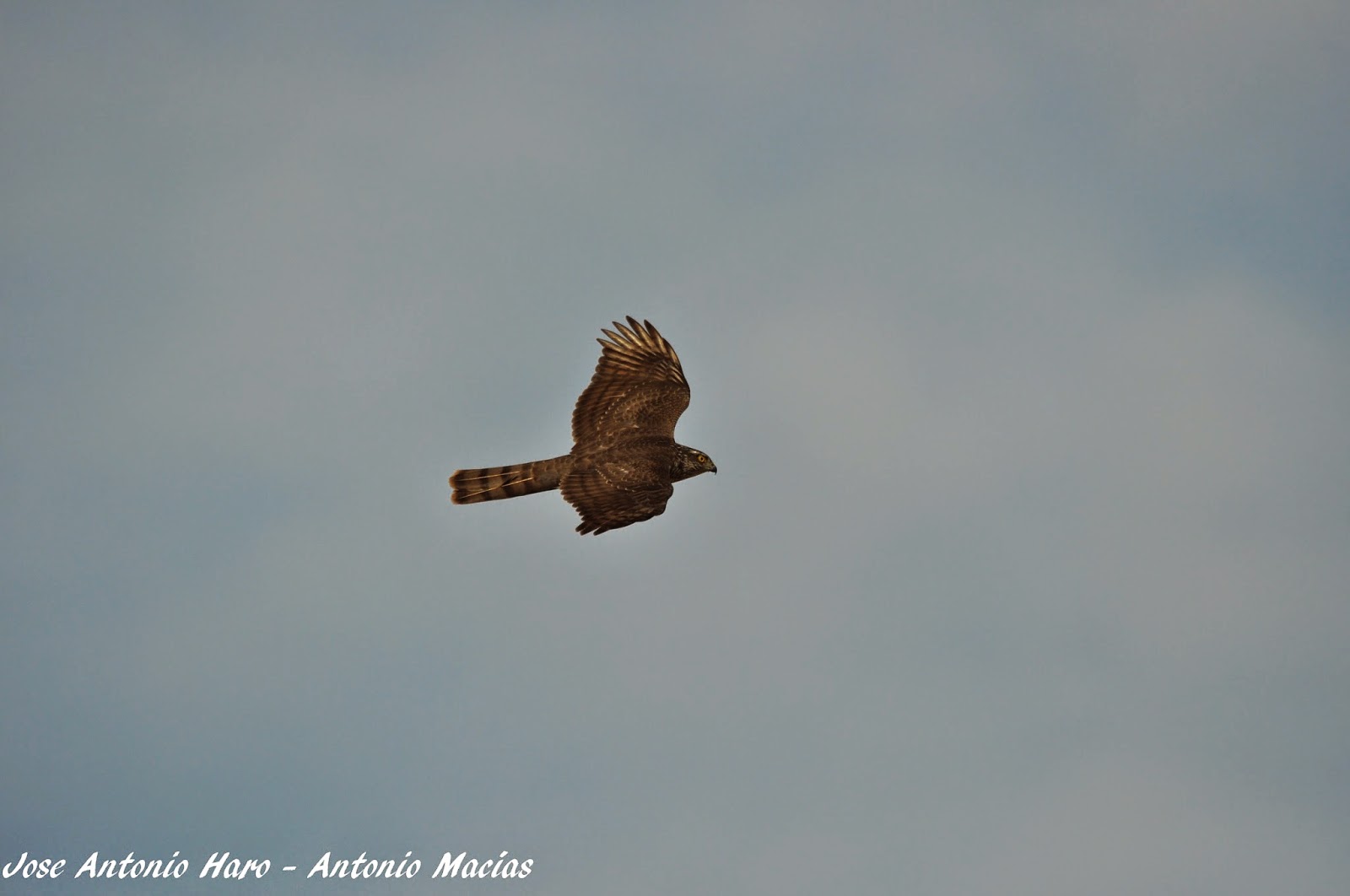 Nos Vamos a Campear: El Gavilán