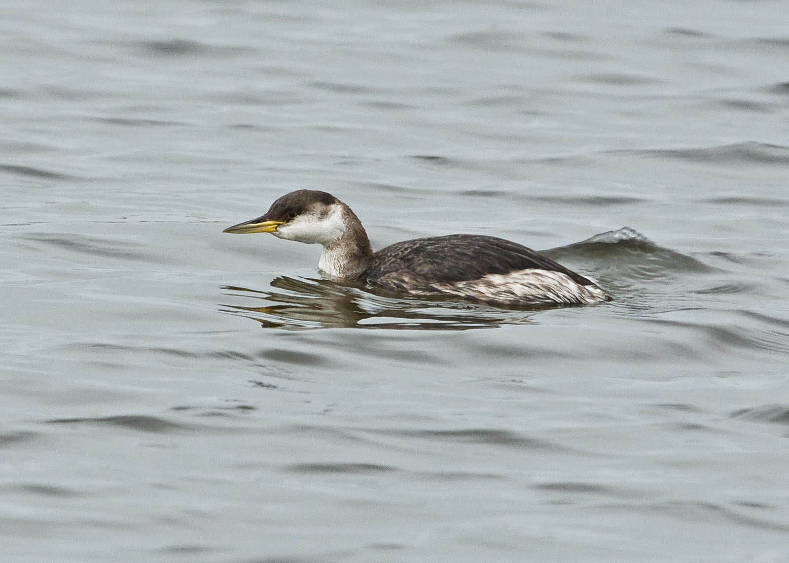 Greater Kent Birder: Dengemarsh in the rain