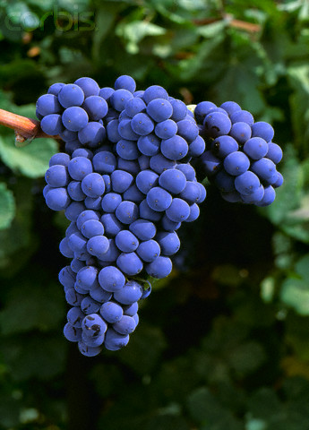 T@std@To®e & "myWineBlog": 2013 Chateau Thivin Côte de Brouilly Cuvée ...