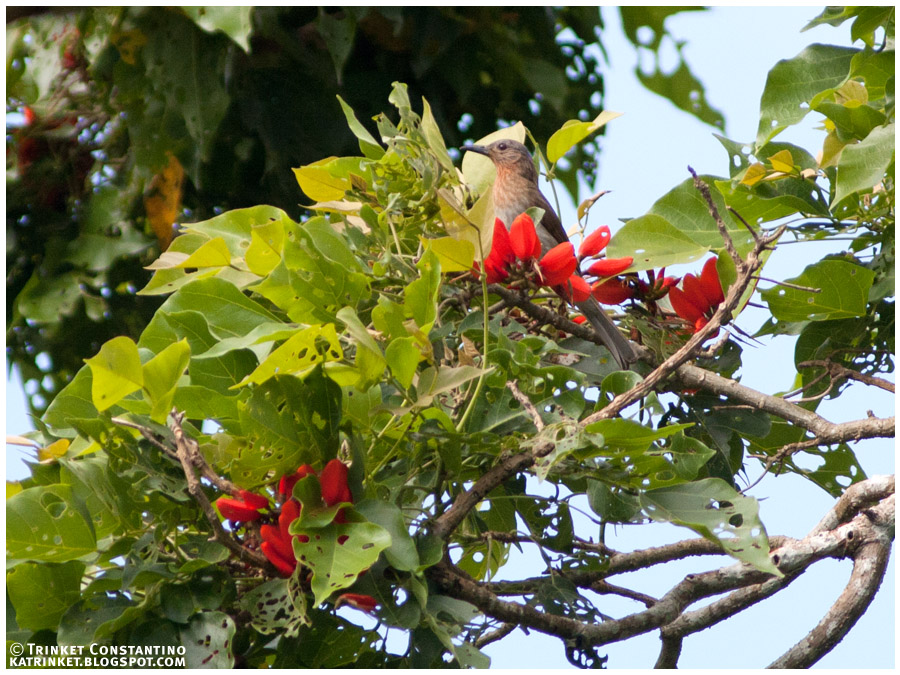 breathing space: bataan birding continues