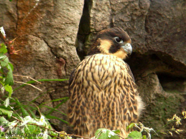 HEGAZTIKLIK: HALCÓN PEREGRINO (Falco peregrinus)