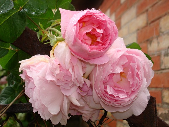merci gaspard ! : Rose anglaise Constance Spry - David Austin