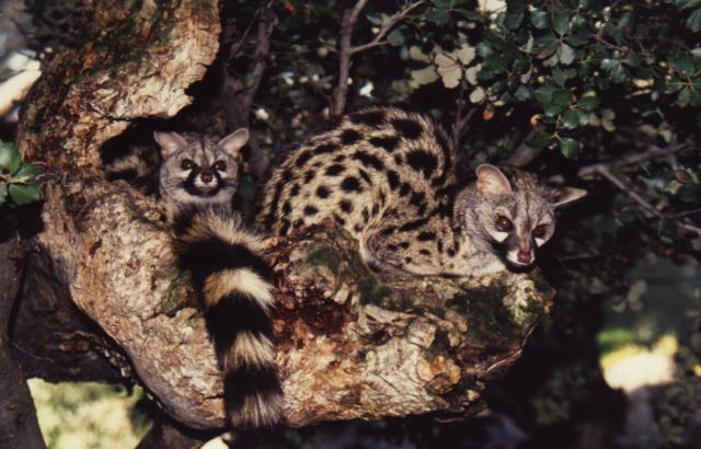 Fauna del Cinca Medio: La Gineta o Jineta