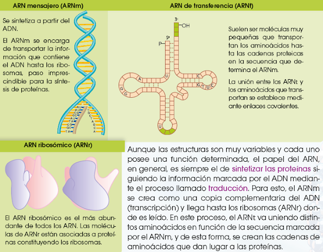 ARN | Tu Tarea Gratis