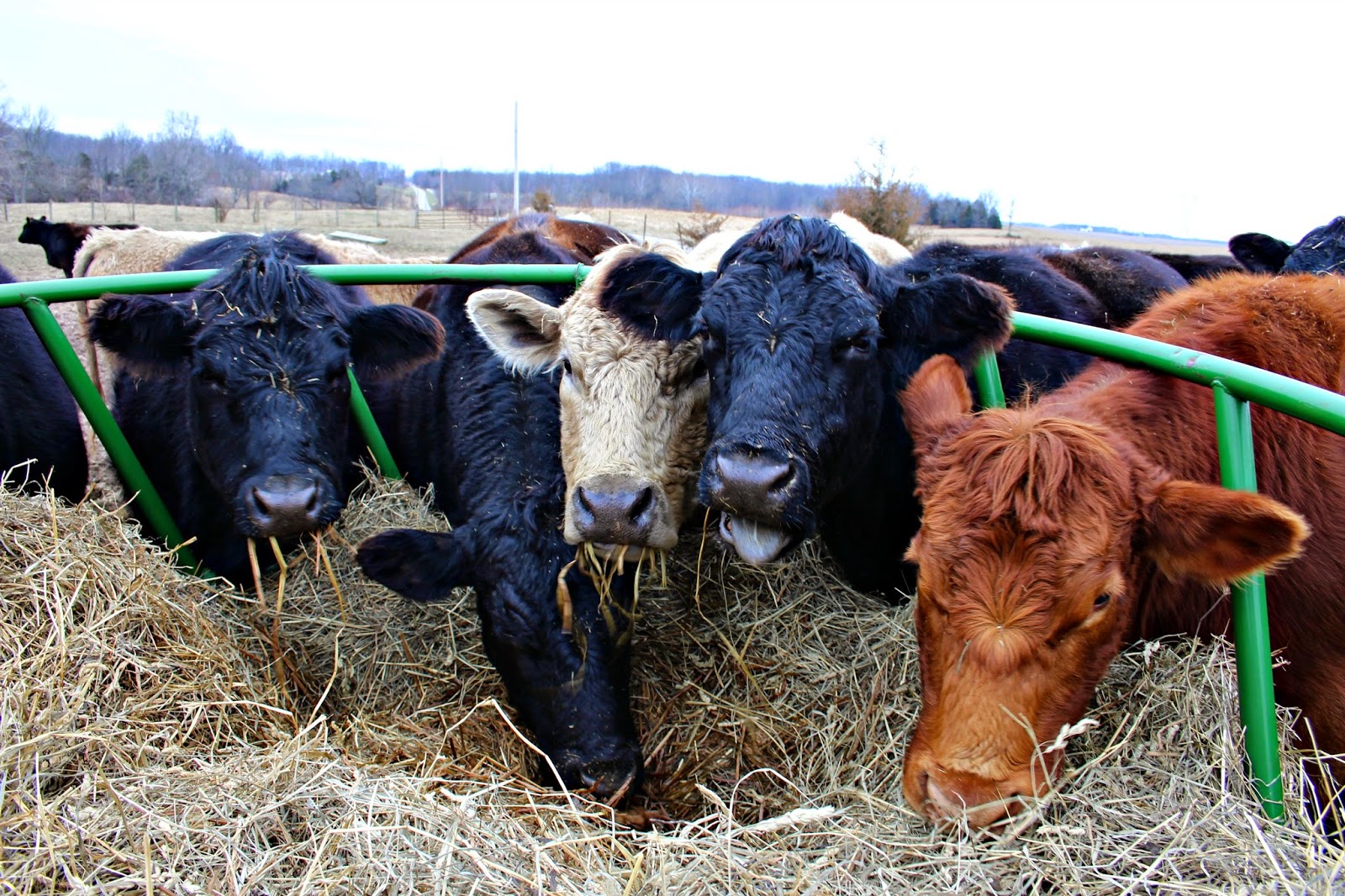 Fancy in the Country: For the Love of Cows