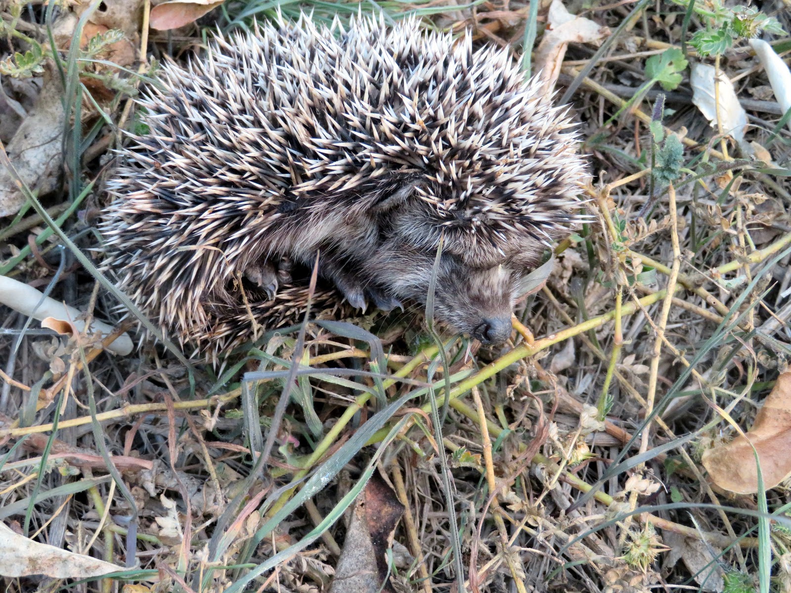 Cittaslow Botanik Park: KİRPİ YAVRUSU VE ADAM