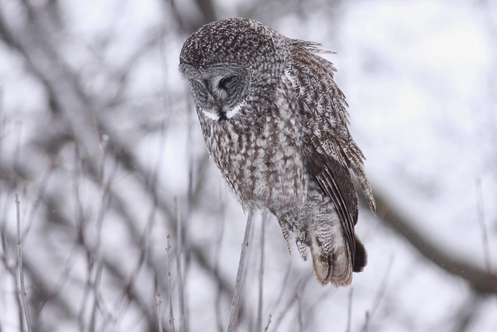 Birds in Your Backyard: Owl Prowl (Part 2)