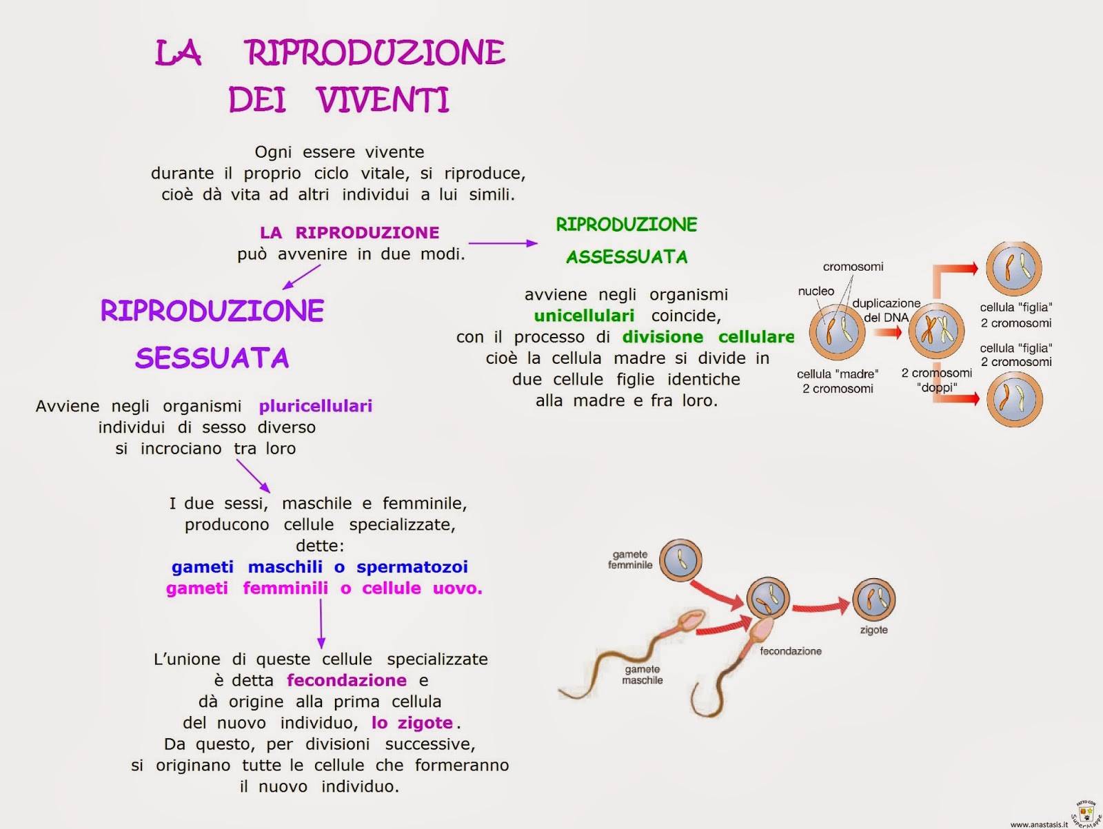 Paradiso delle mappe: La riproduzione dei viventi
