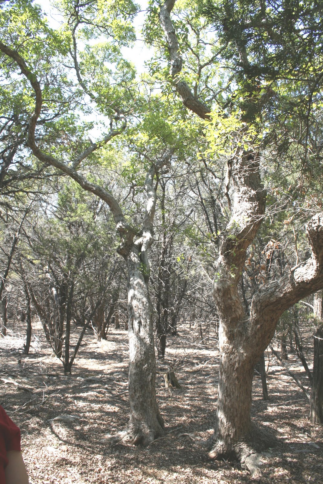 San Gabriel River of Texas: Shin Oak