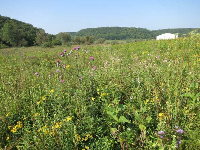 Tom's Blog: Wet prairie restoration work using lousewort as a hemiparasite