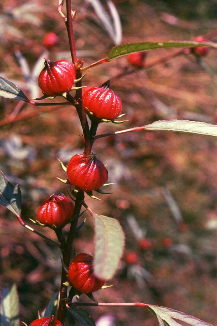 Windmills Of Your Mind: Καρκαντέ -- karkadé -- كركديه, [kæɾkæˈdeː ...