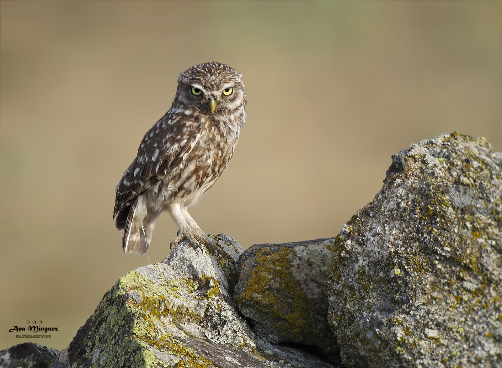 NATURANAFOTOS: Mochuelos