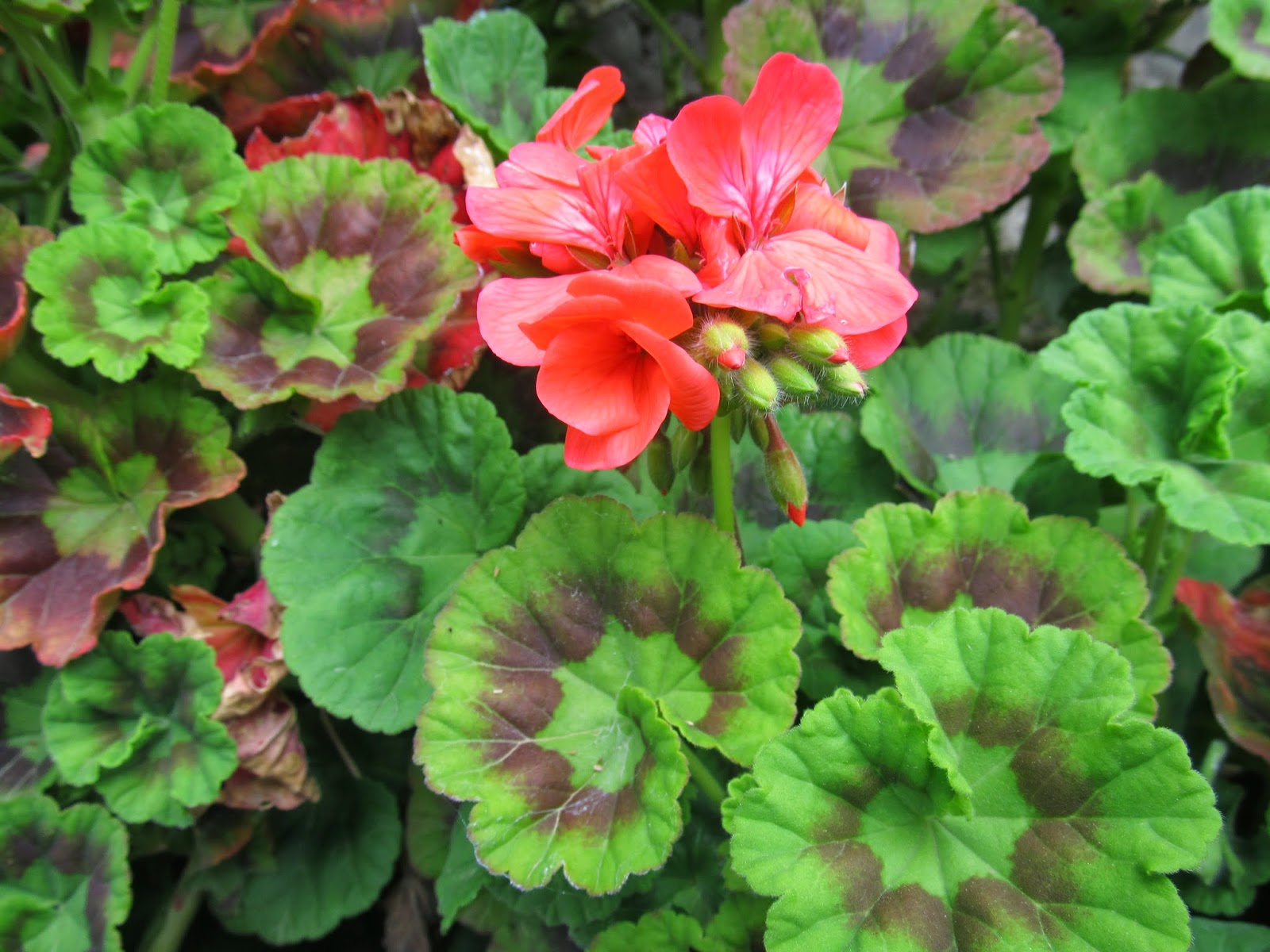 Cittaslow Botanik Park: SARDUNYA VE ITIR ÇİÇEĞİ