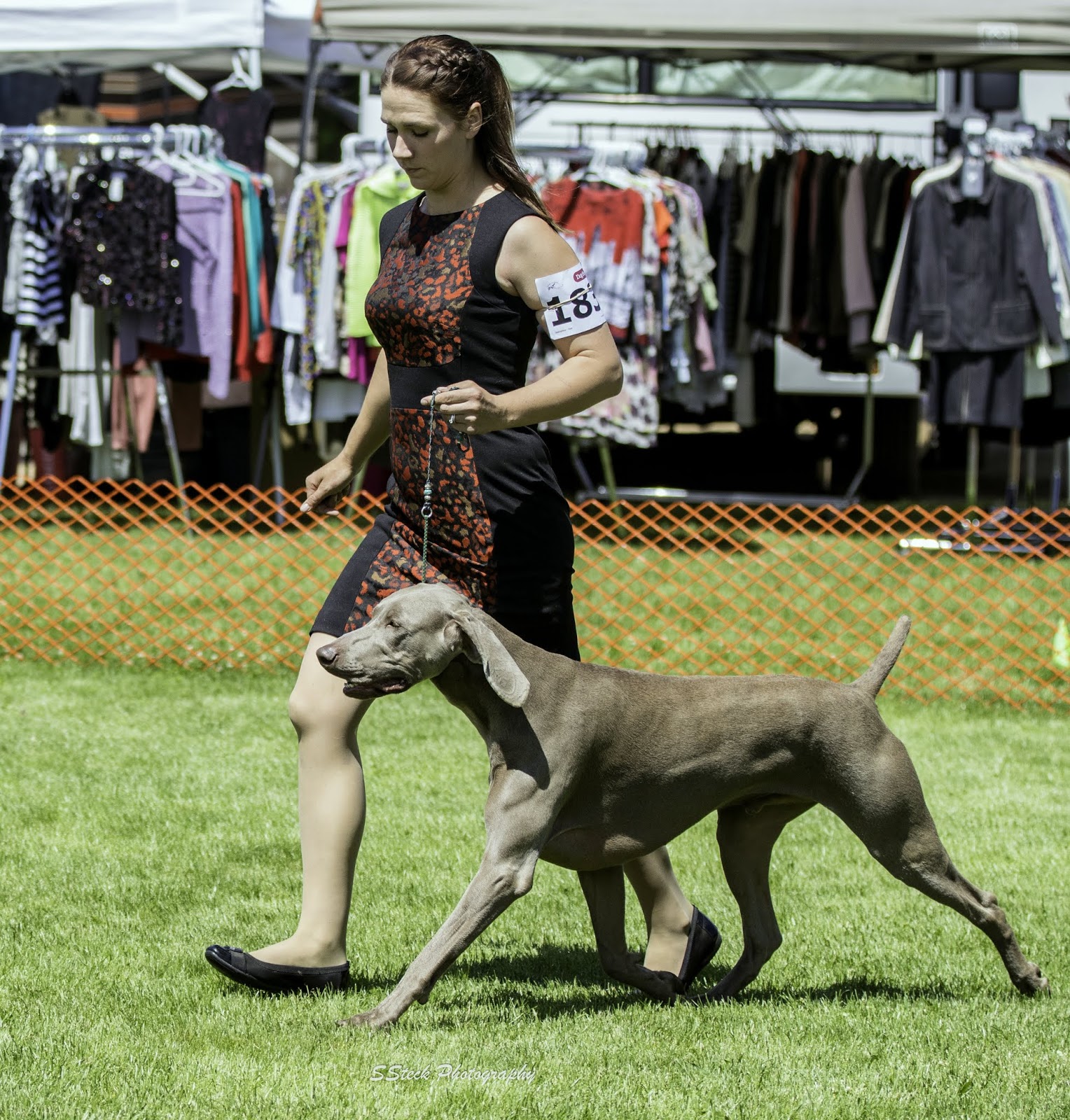 ' BOSS ' BIS MRBIS MBISS AM GCH CAN GCHS ROSEWINS LEGACY IN TIME : 2018