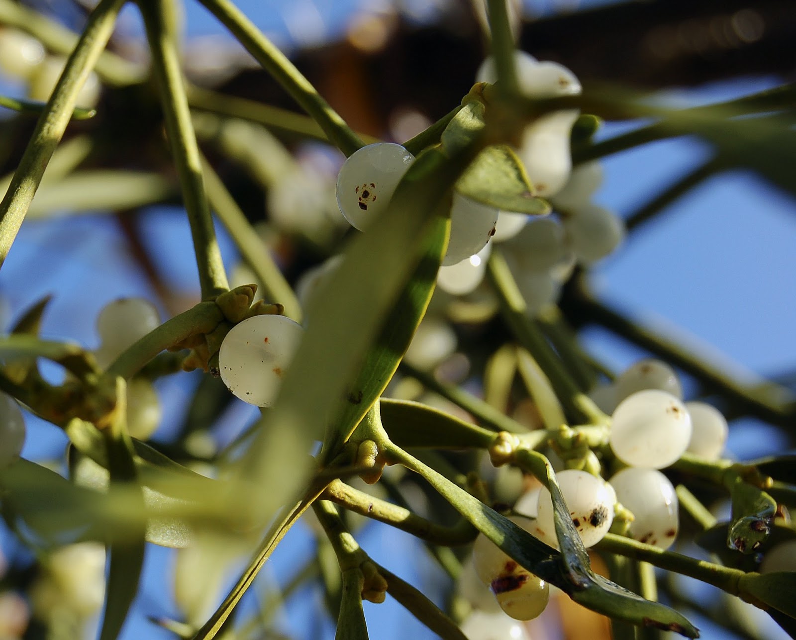 Adventskalender: 21. Kristtorn og misteltein