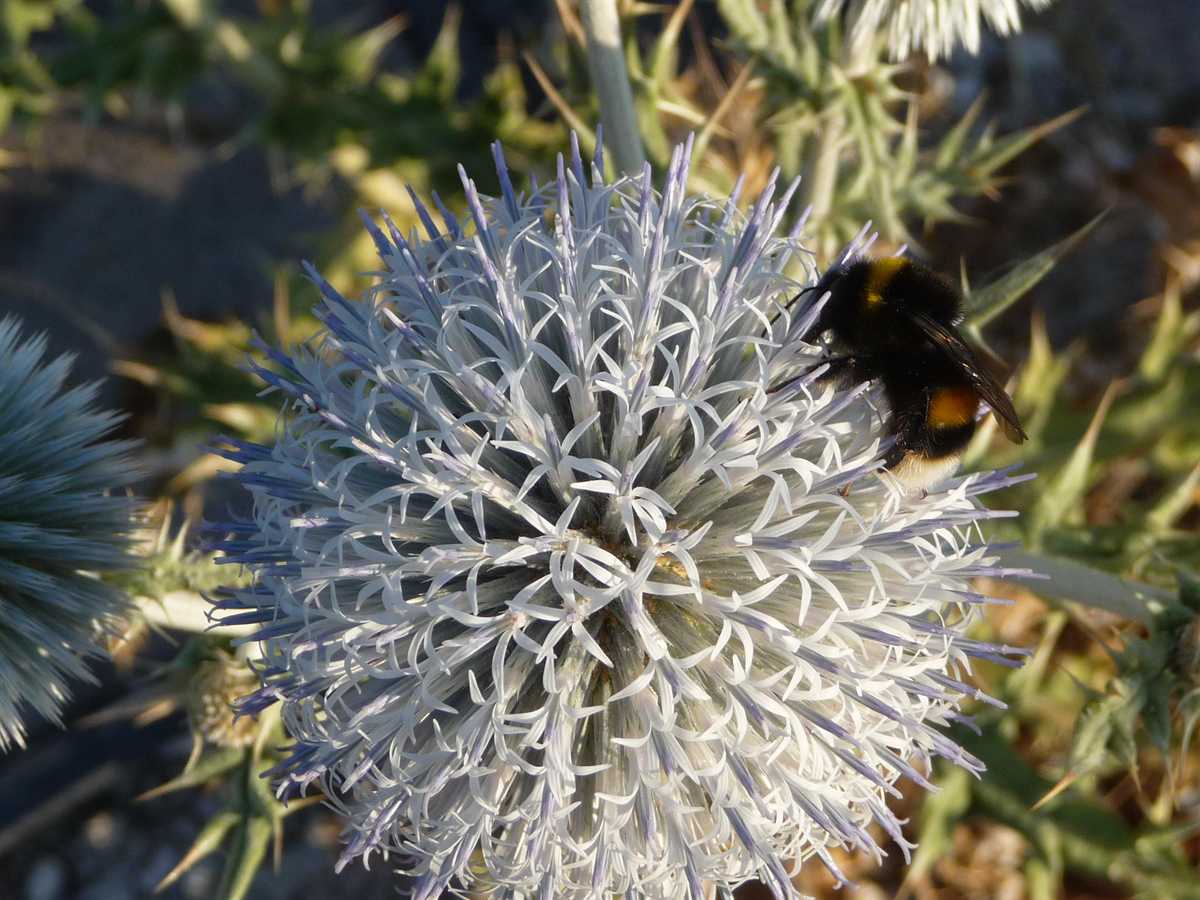 r o b i n 's y a r d: Echinops sphaerocephalus