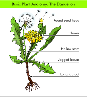 Seshat Moon Willow: Dandelion