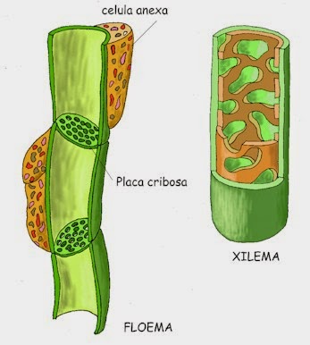 HISTOLOGÍA Y ORGANOGRAFÍA VEGETAL: Tejidos conductores
