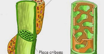 HISTOLOGÍA Y ORGANOGRAFÍA VEGETAL: Tejidos conductores