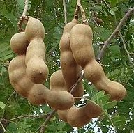 Manfaat dan Kandungan Buah Asam