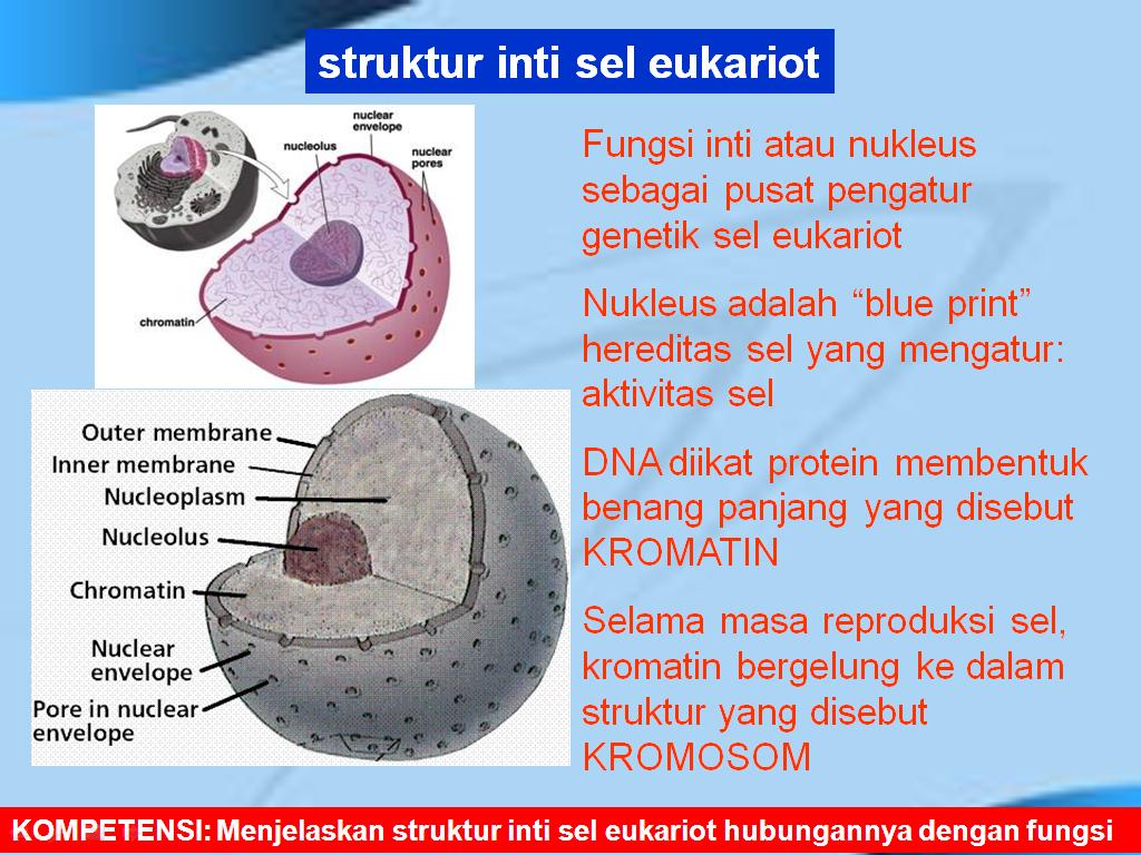 Power point KU: Struktur Sel Inti dan Organel