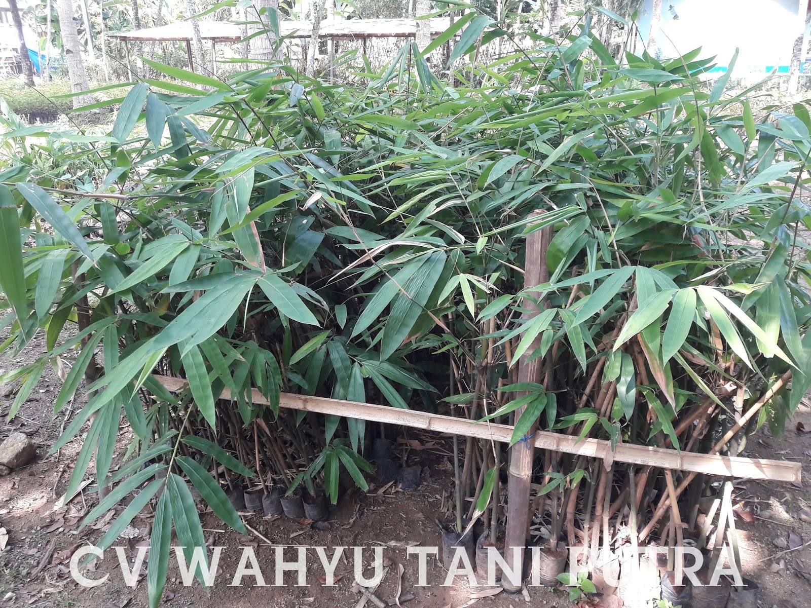 Bibit Bambu Tali/ Bambu Apus | CV. WAHYU TANI PUTRA