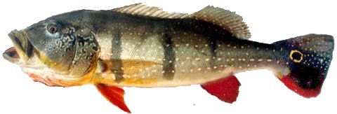 jiujitsumanaus: Peixe: Tucunaré Fish: Peacock Bass