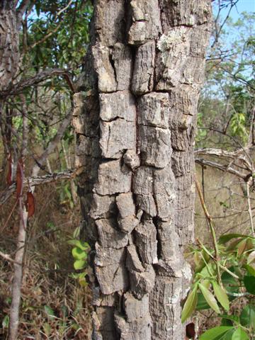 Viver o Cerrado: Cagaita - Eugenia dysenterica