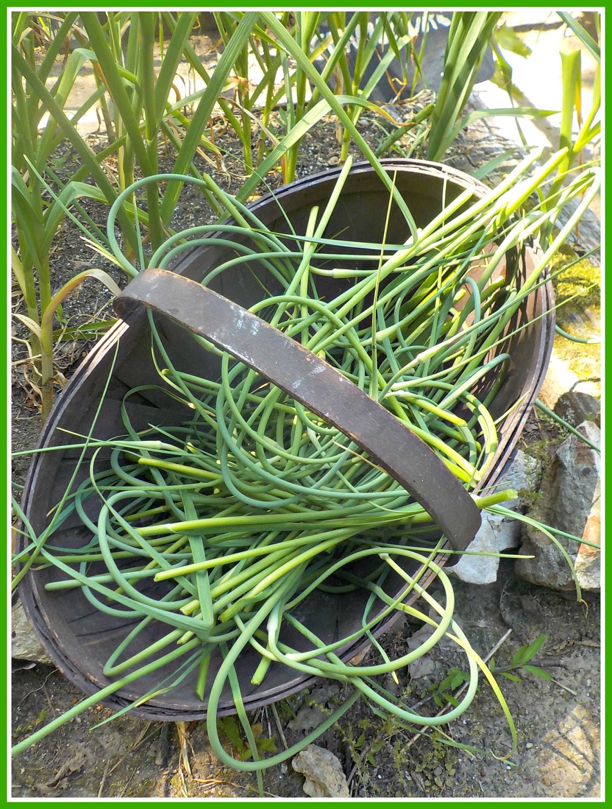 Healing Woman: GARLIC QUEEN HARVEST!