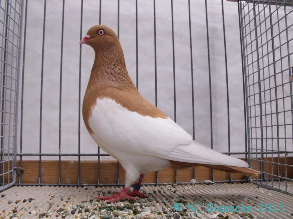 Old German Magpie Tumbler ( Elsterpuzler ) - Pigeons fall