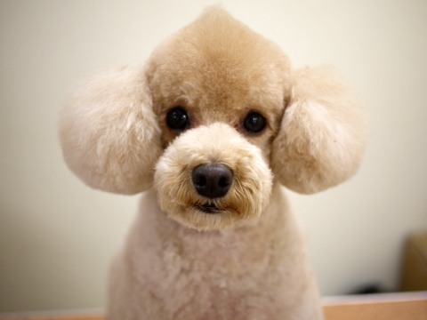 Huxtable The Poodle | Toy Poodle Blog | Parti Poodle: Japanese Style ...