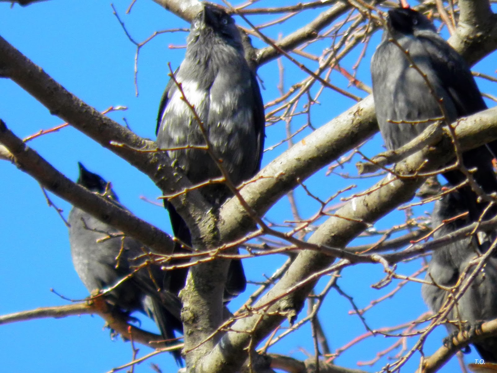 PASARI DIN ROMANIA: STANCUTA, Corvus monedula