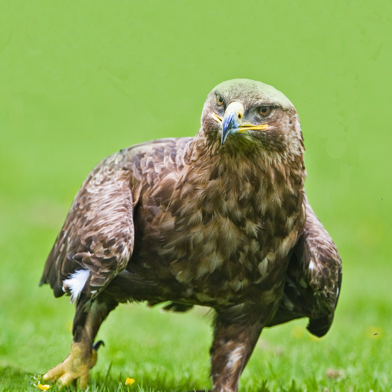 PETER'S PORTFOLIO..............Bird & Wildlife Photography: Steppe ...