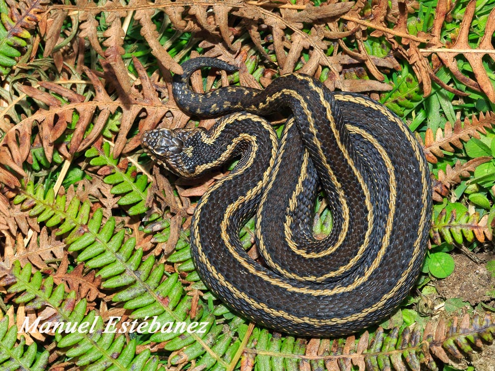 Miradas Cantábricas: Víbora de Seoane o cantábrica (Vipera seoanei ...