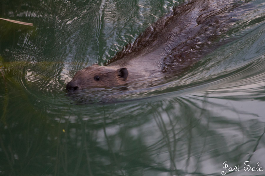 Cuaderno de Campo: Castores - Cap. III