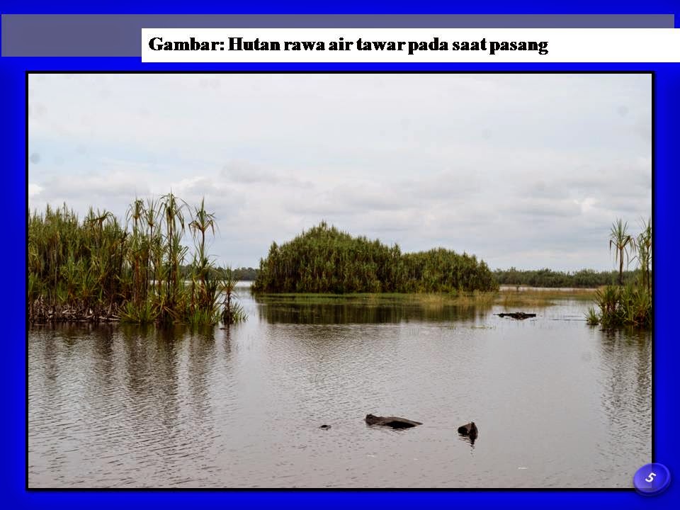 EKOSISTEM RAWA AIR TAWAR: Ekosistem Rawa Air Tawar.ppt