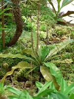Green Eaters: Triphyophyllum peltanum - Hoja de gancho