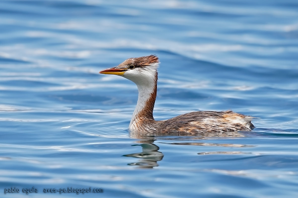 mis fotos de aves: Rollandia microptera Zampullín del Titicaca Titicaca ...