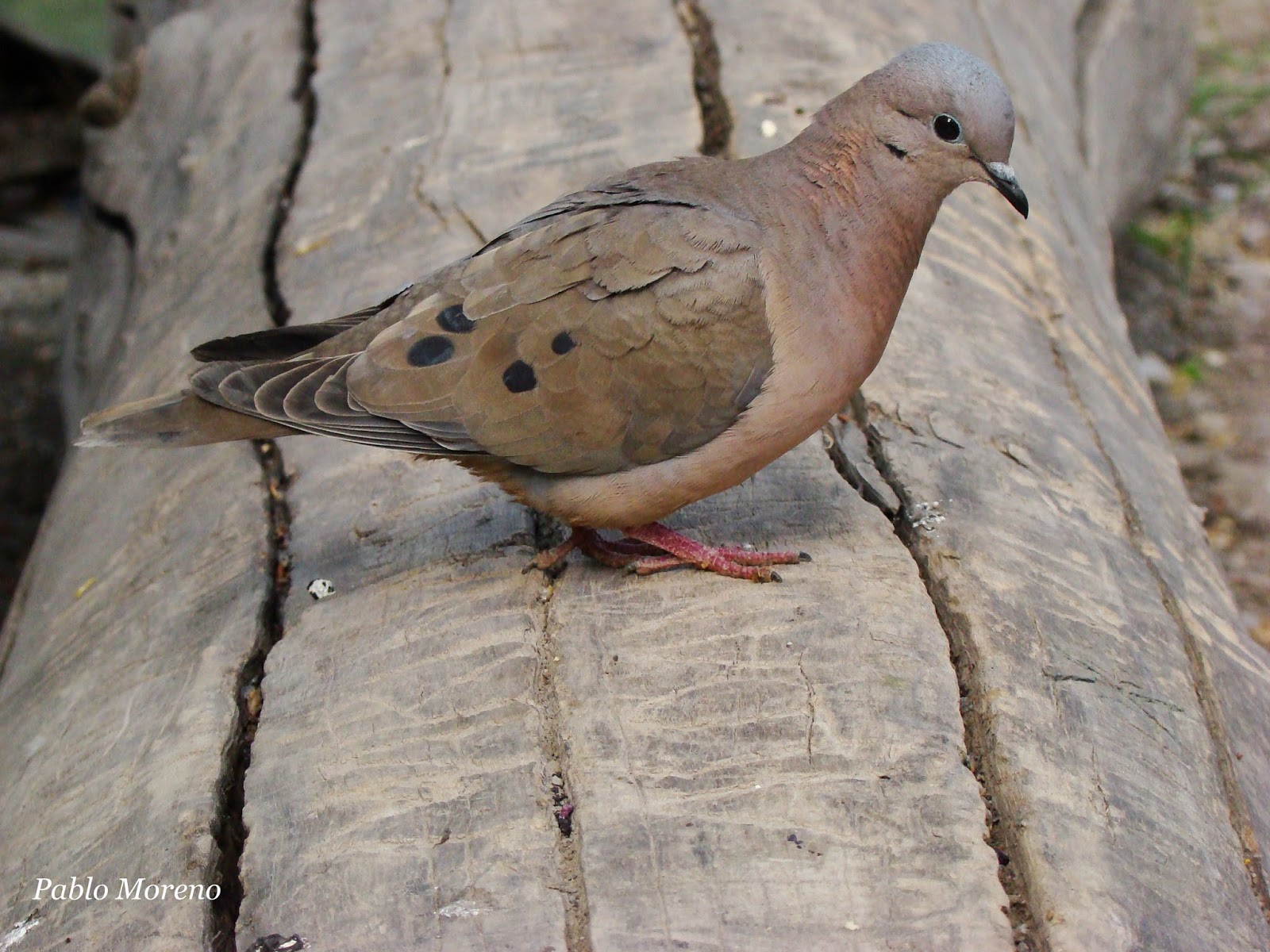 Aves de Mendoza: Torcaza comun(Zenaida auriculata)