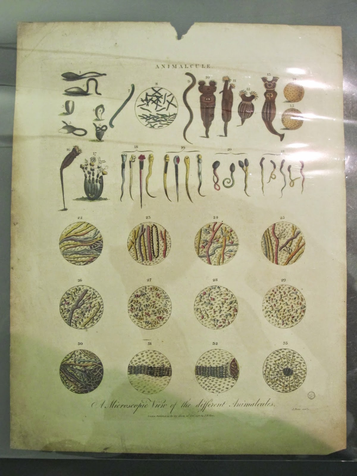 MAD: Blythe House: A Microscopic View of the Different Animalcules