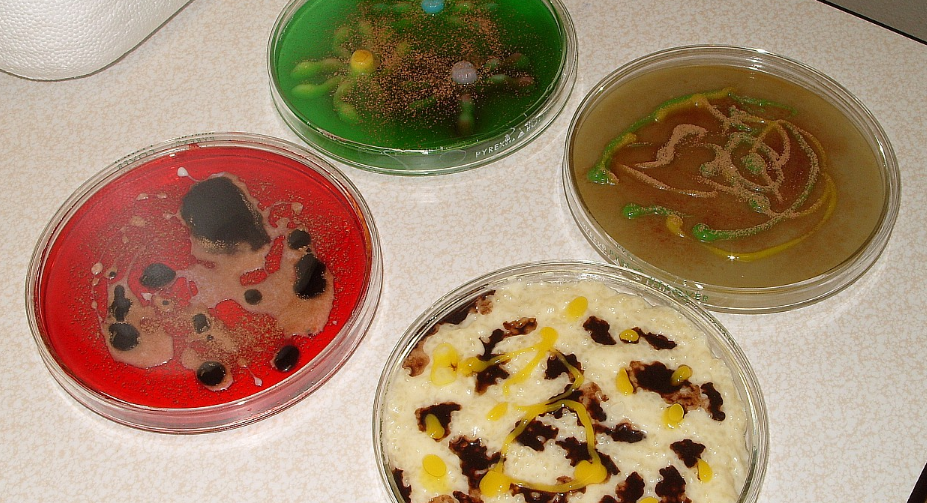 Bakteri Sebagai Contoh Organisme Prokariotik; Ciri-ciri Prokariotik ...