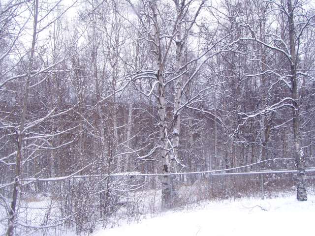 Sunhusky's Alaska: First Serious Snowfall