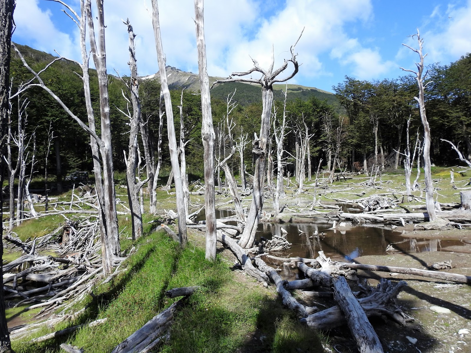 My Travel Blog: 4x4 Road Safari: The Lumberjack Trail in Ushuaia, Argentina