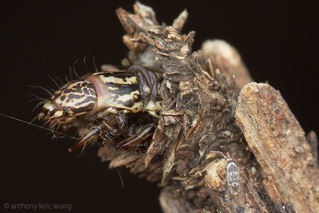 Macro Photography: Bagworm Moth Caterpillar (Psychidae)