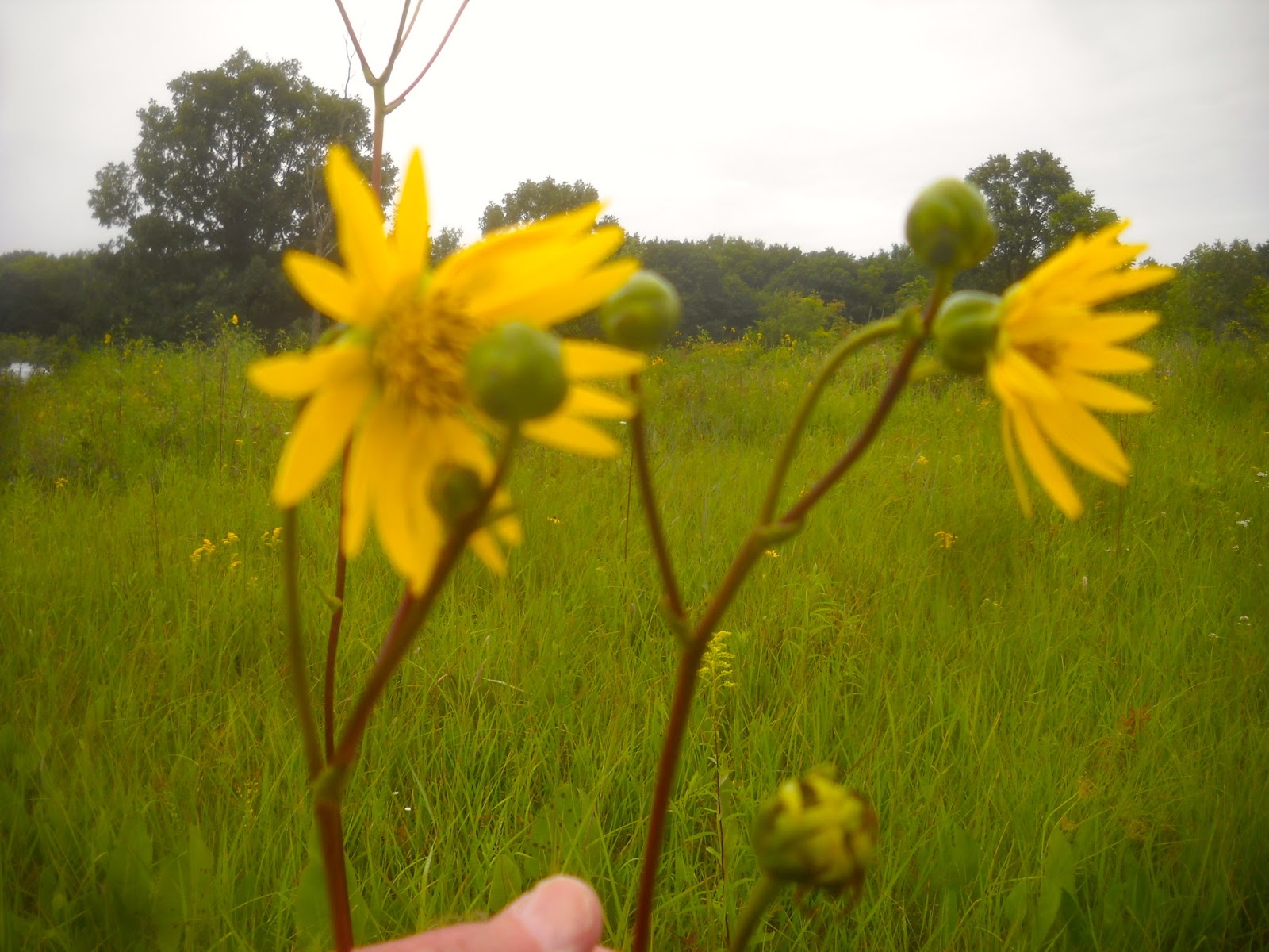 Art's Bayfield Almanac: A WISCONSIN PRAIRIE RESTORATION, HALF A CENTURY ...